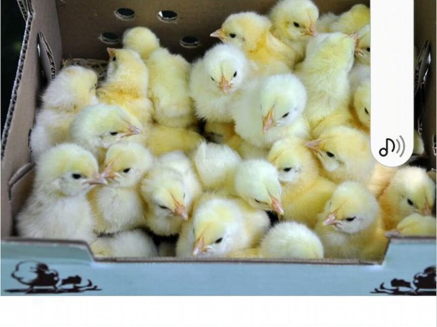 Суточный бройлер