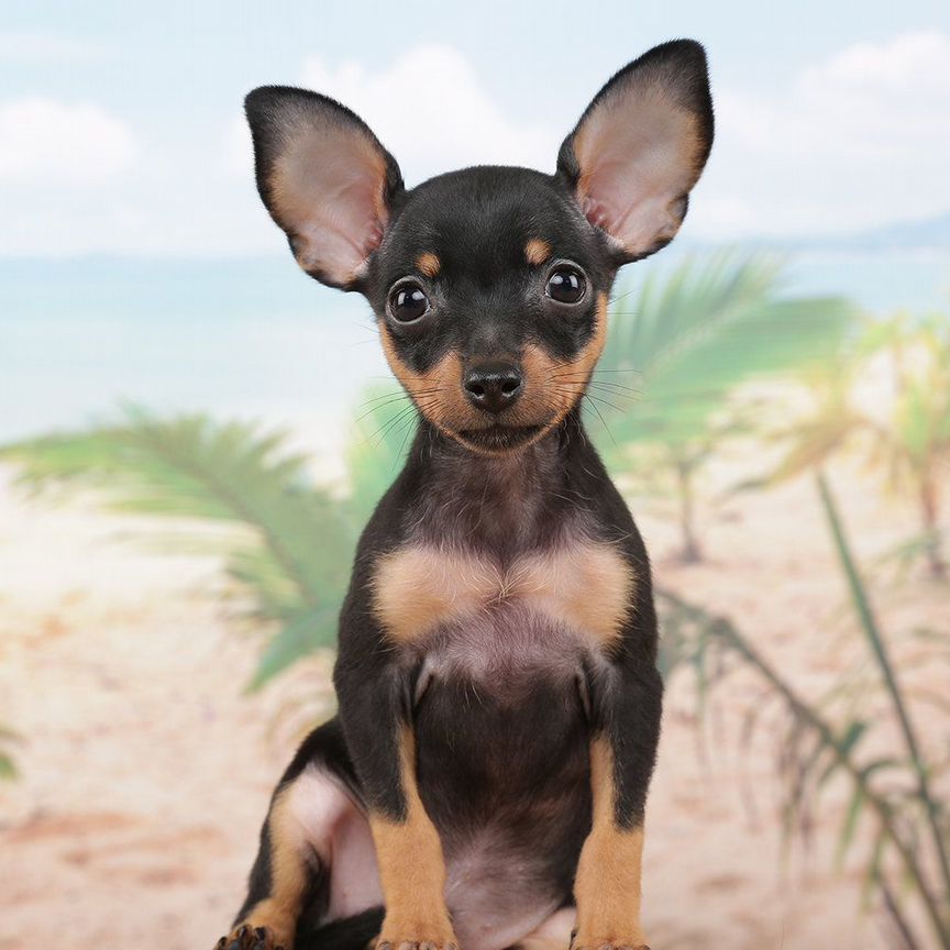 Пражский крысарик, щенок