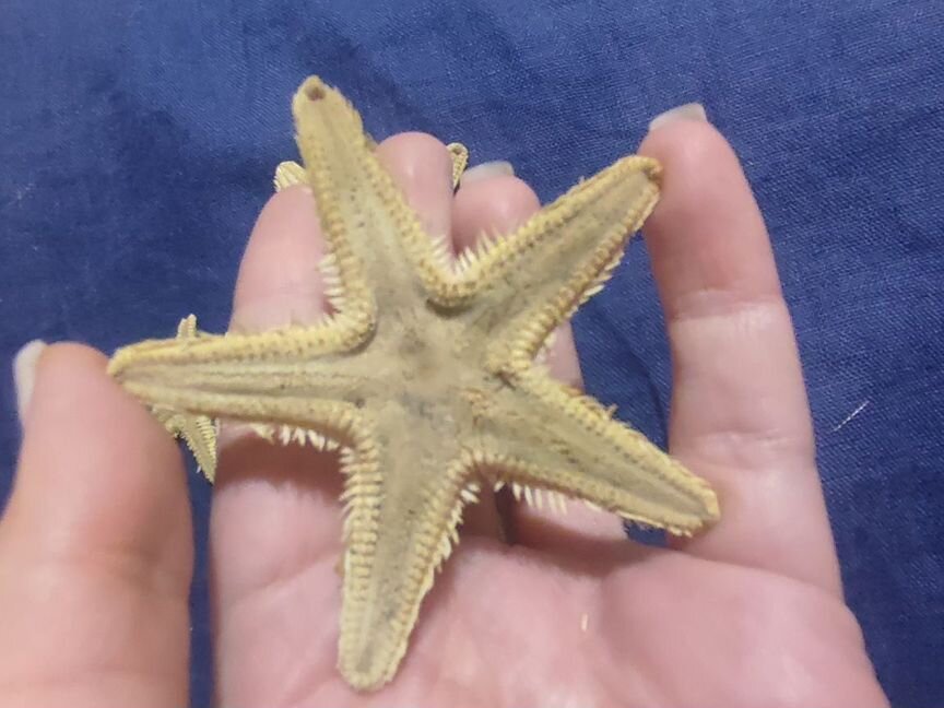 Морская звезда сухая