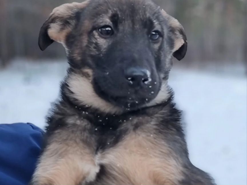 Щенки ищут дом