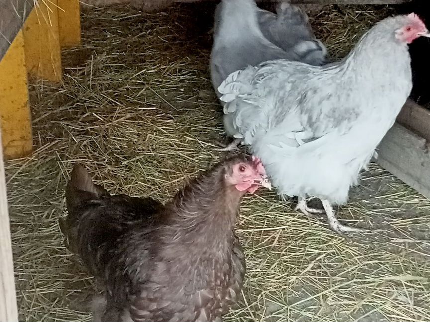 Орпингтоны молодые