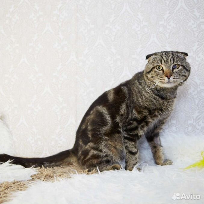 В добрые руки уверенный в себе Майкл