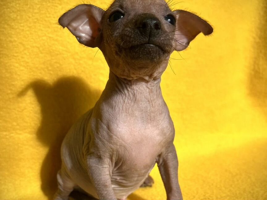 Щенки ксолоитцкуинтли