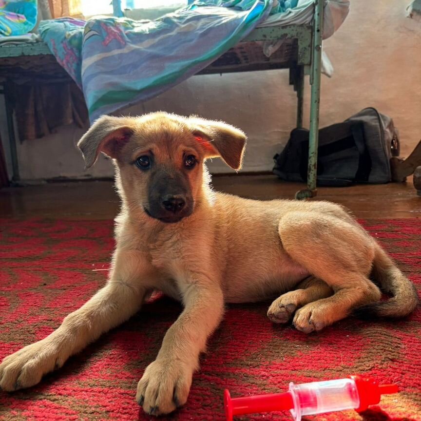 Щенок в добрые руки бесплатно