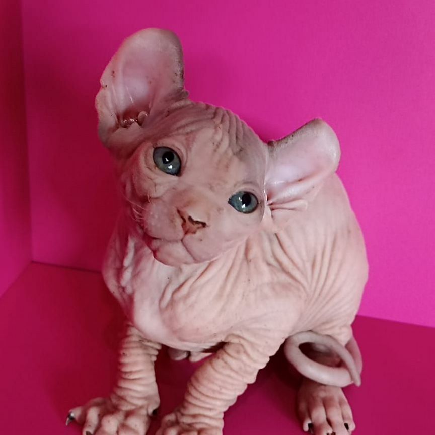 Эльф Канада