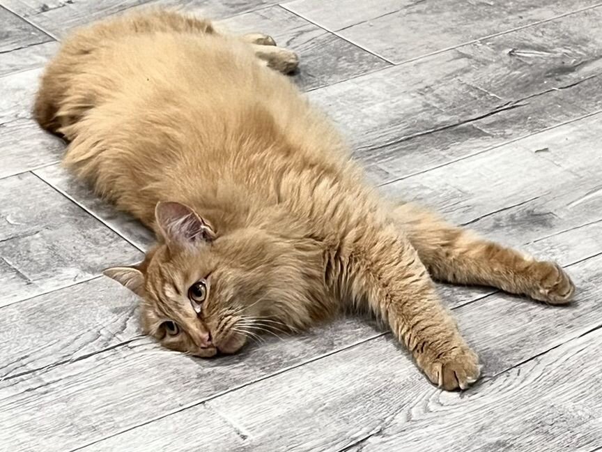 Два сибиряка в добрые руки