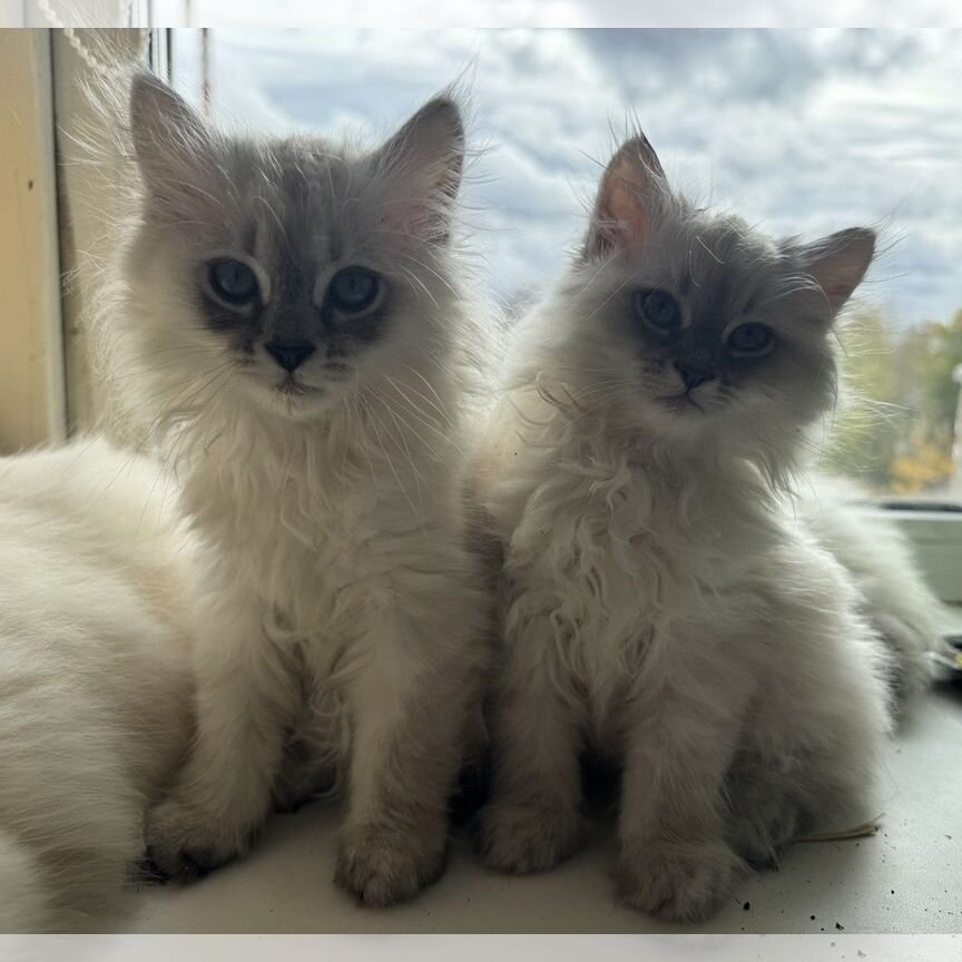 Котята Невские Маскарадные