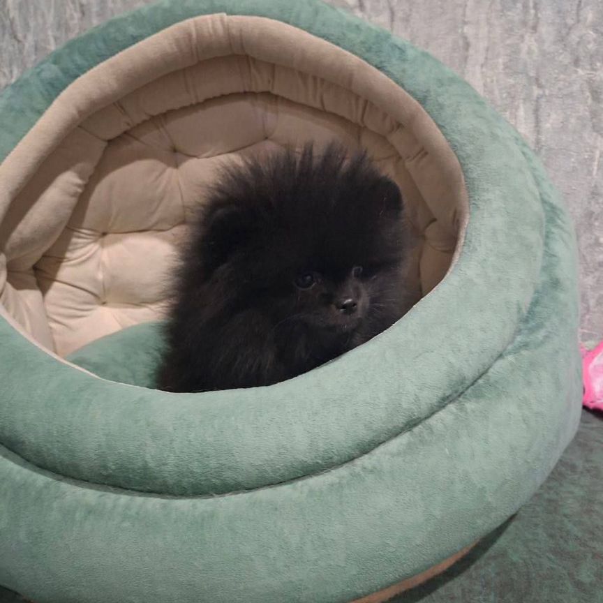 Померанский шпиц, щенок