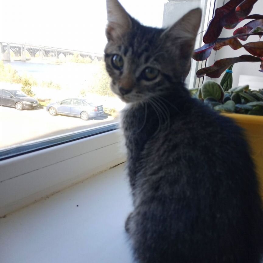 Кошка мурка