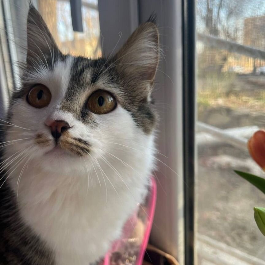 Отдам кошку в добрые руки