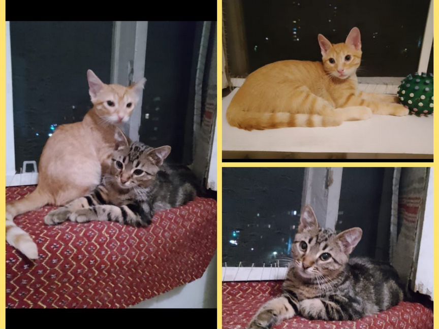Котята девочка и два мальчика 3,5 месяца