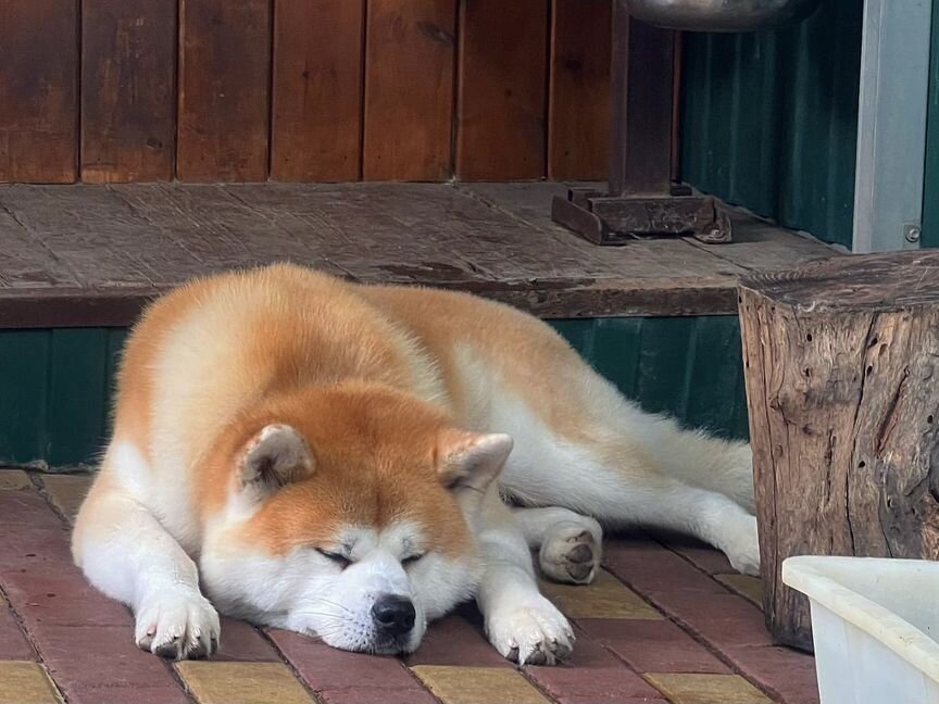 Акита ину вязка