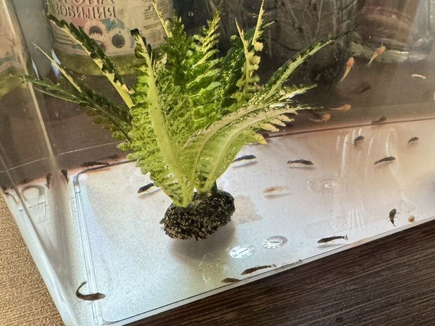 Сомики анциструс