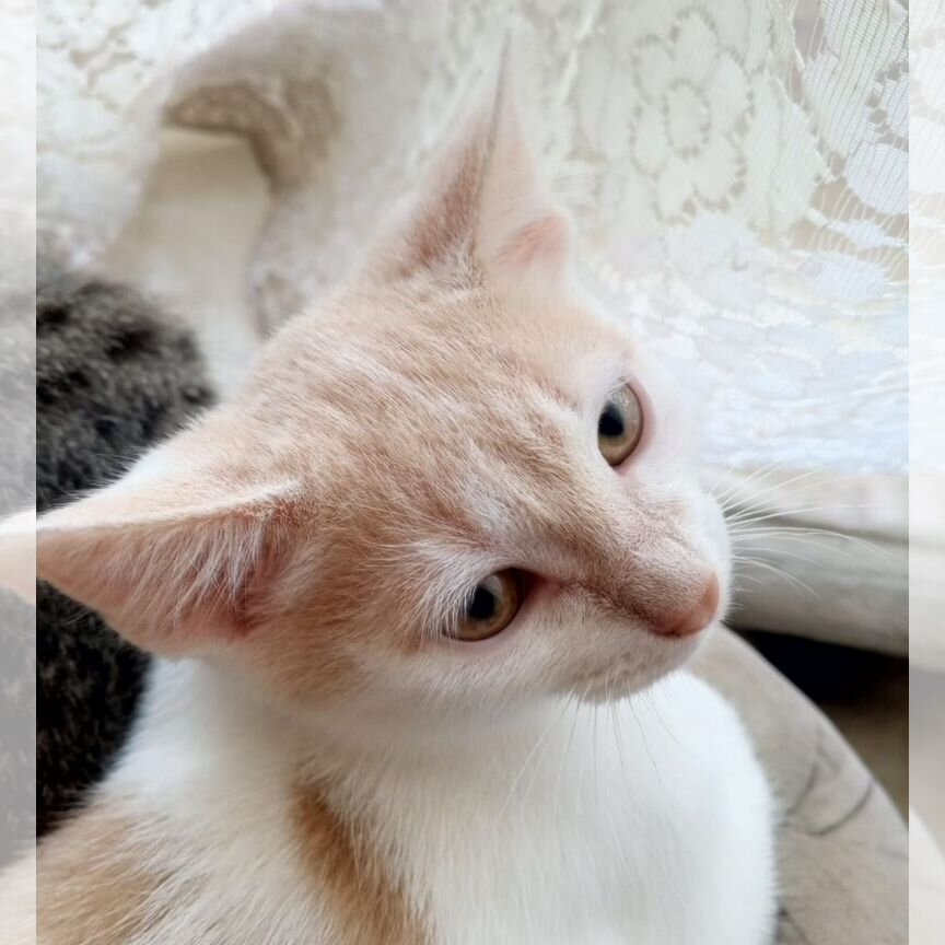 Отдам в добрые руки котят