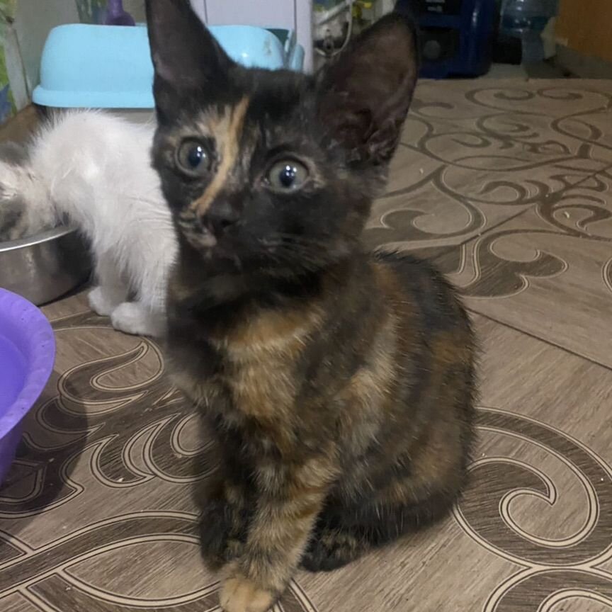 Котята