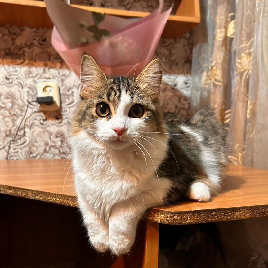 Отдам кошку в добрые руки