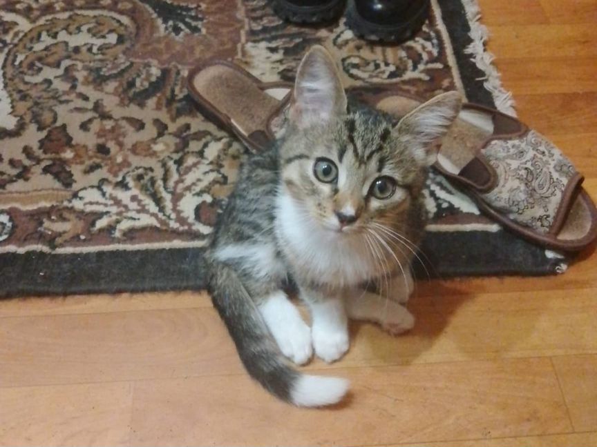 Котенок в добрые руки