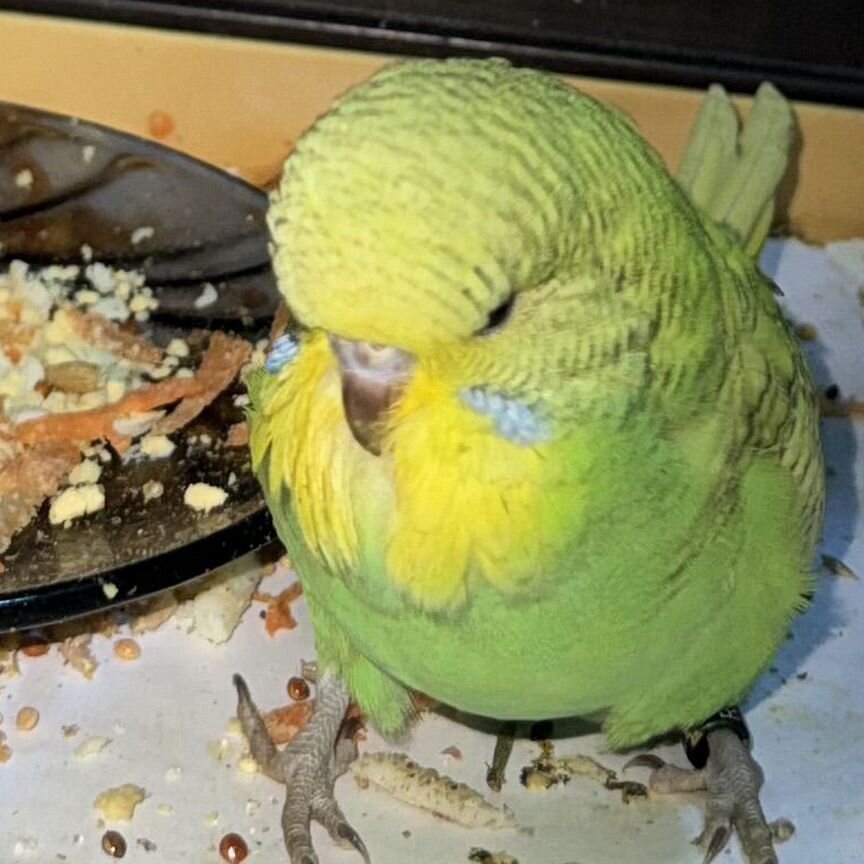 Выставочный волнистый попугай самочка