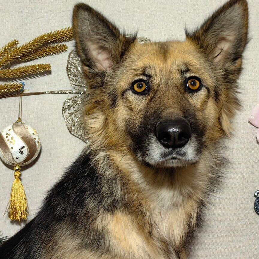 Немецкая овчарка, взрослая собака