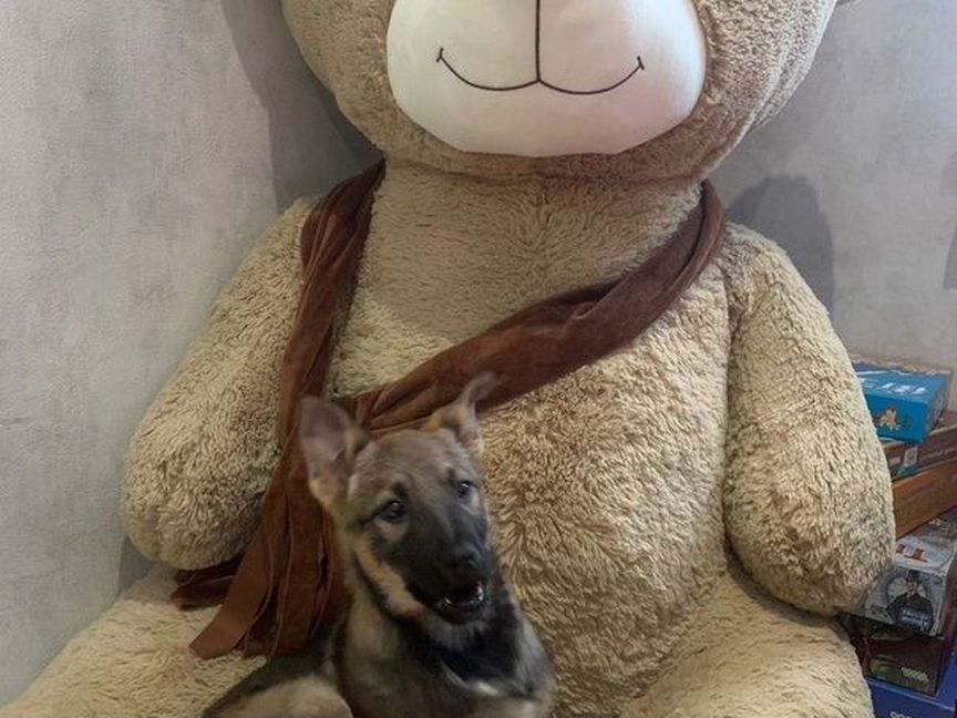 Щенок в добрые руки