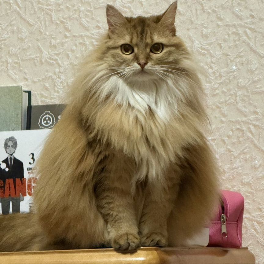 Взрослая, Девочка кошка в добрые руки