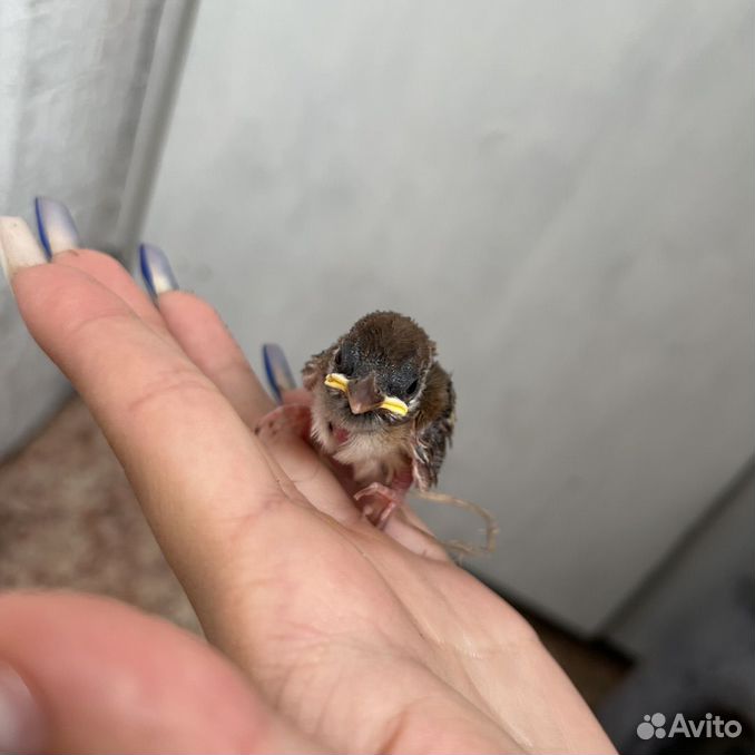 Птенец воробья