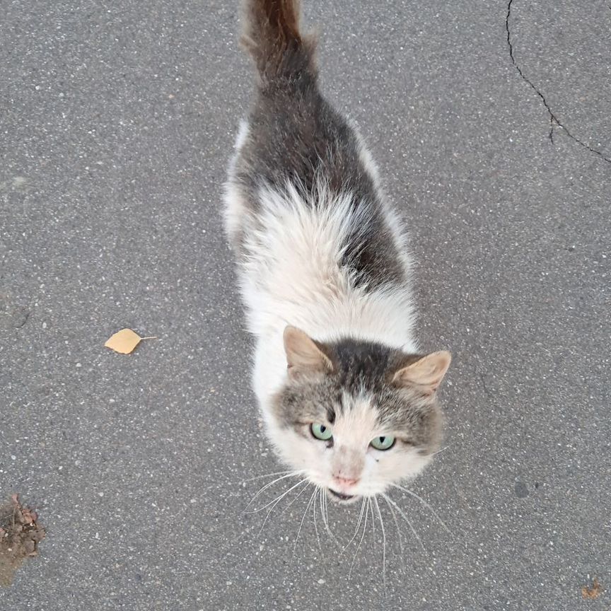 Котик Мёбиус