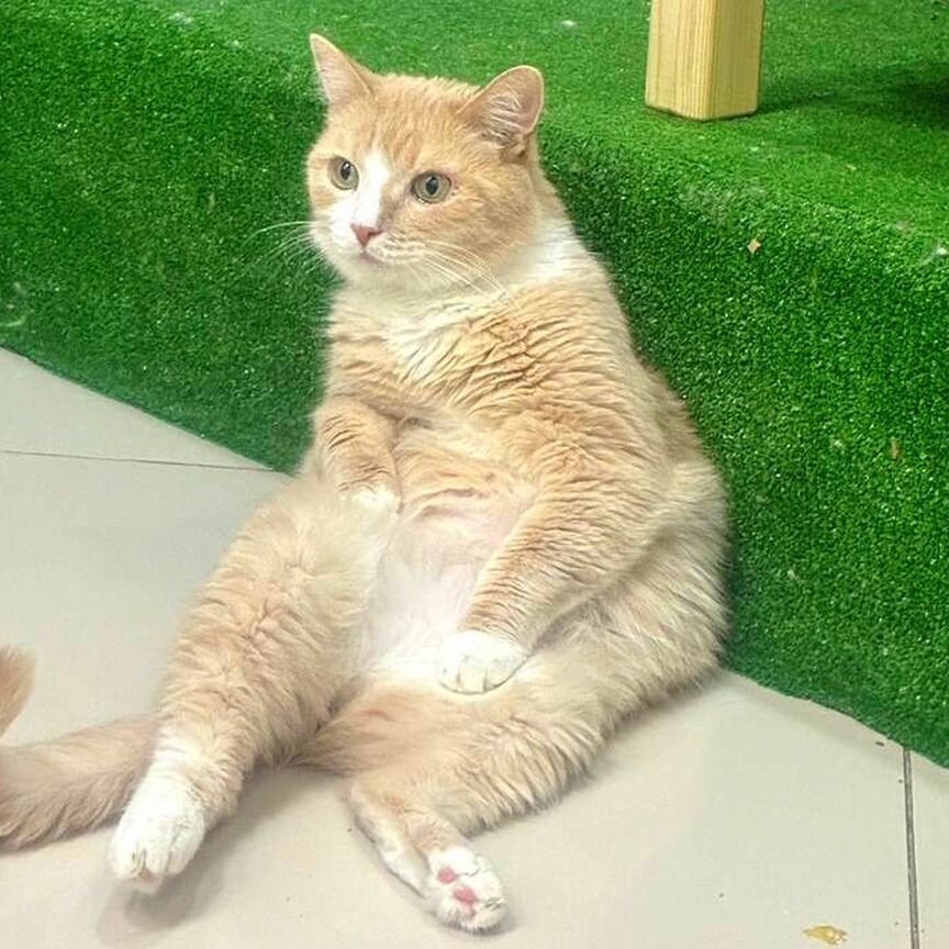 Взрослый кот в добрые руки