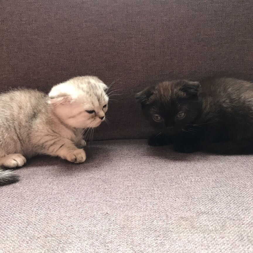 Шотландская вислоухая