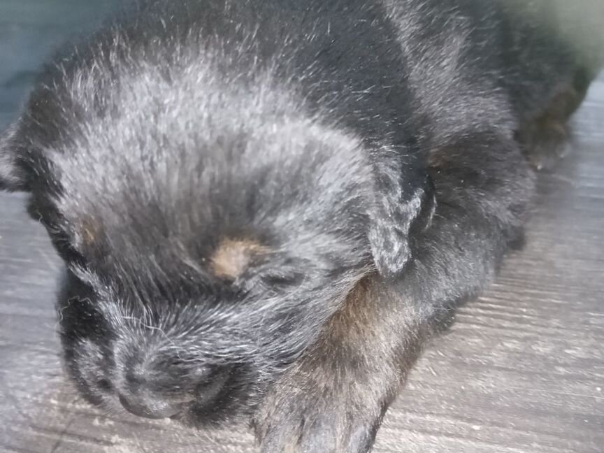 Тибетский мастиф щенки