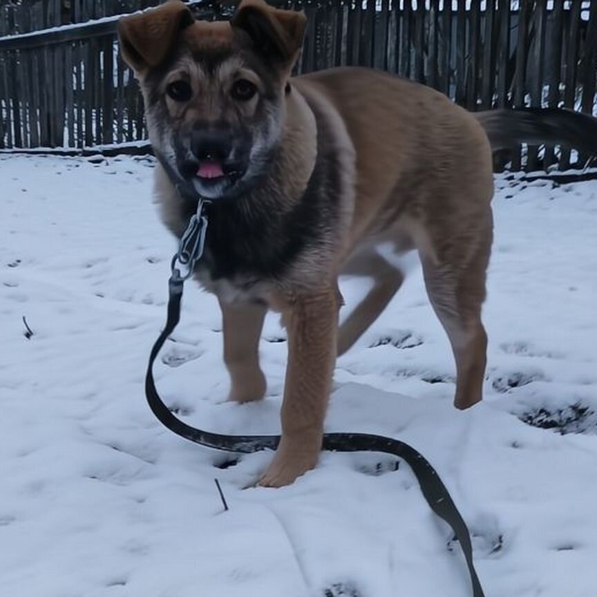 Щенок в добрые руки