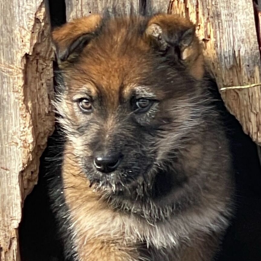 Щенок в добрые руки мальчик