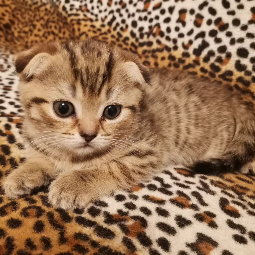 Шотландские котята