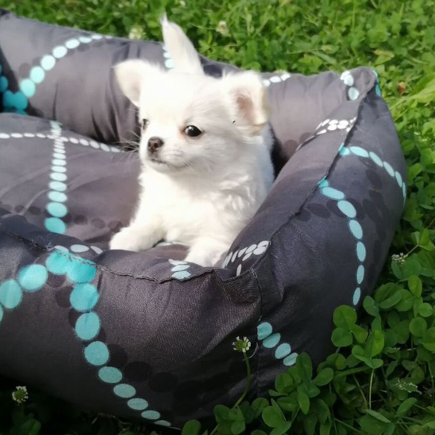 Щенки чихуахуа