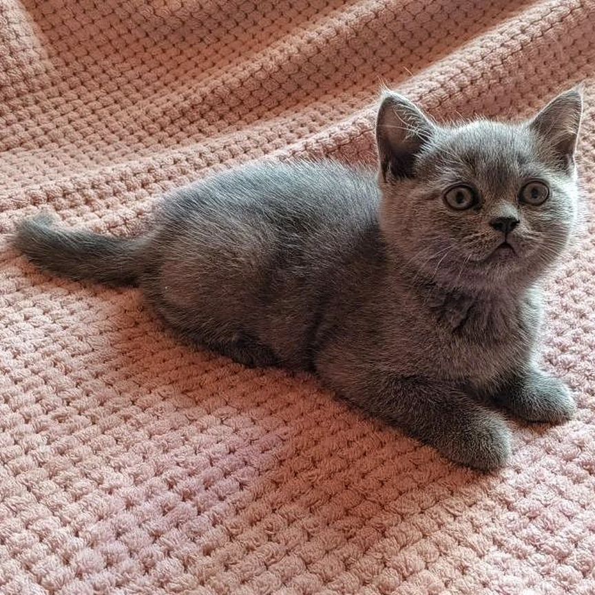 Британский короткошёрстный котёнок