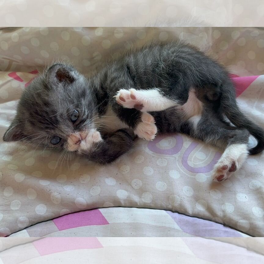Котёнок в добрые руки