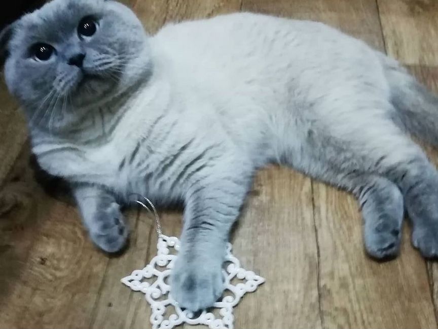 Вязка шотландский котик