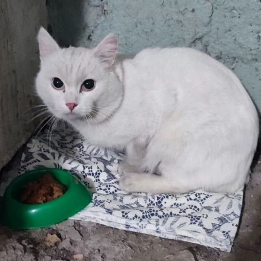 Взрослый кот в добрые руки