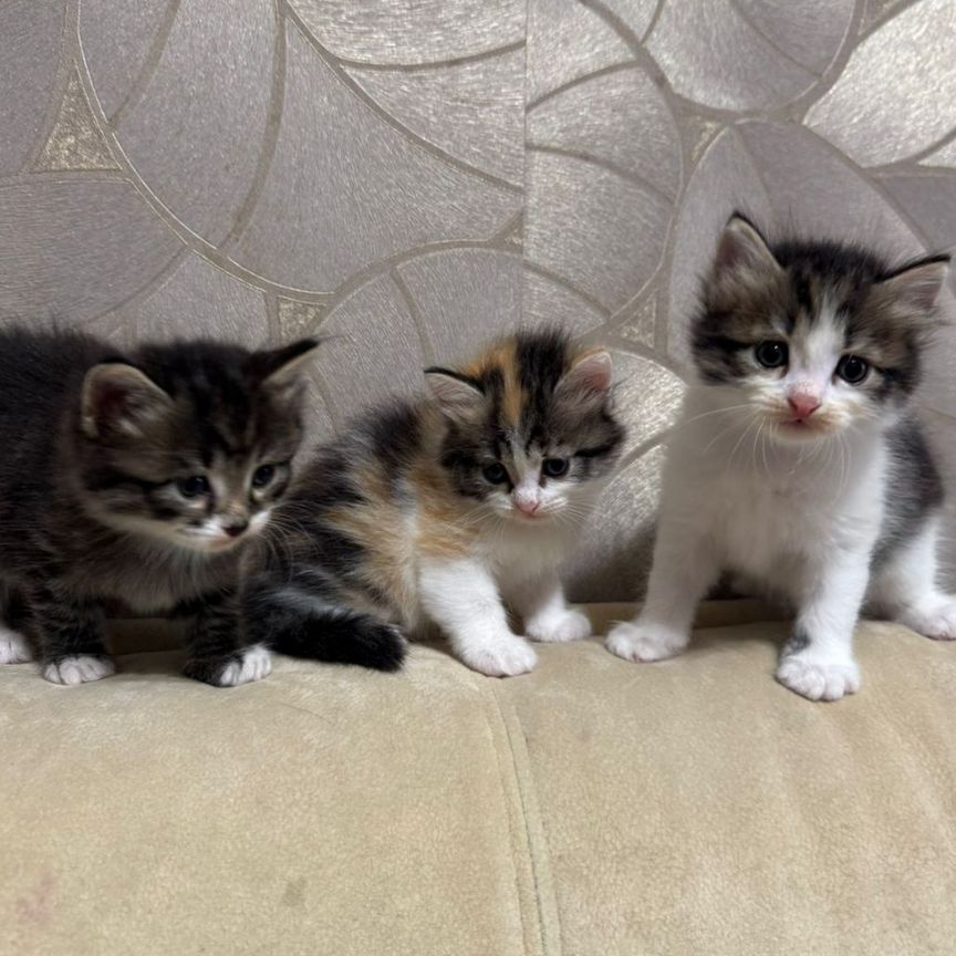 Котята курильский бобтейл полукровки