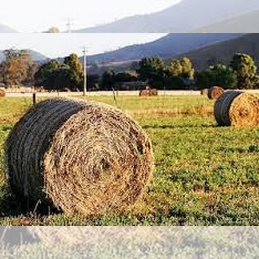 Продам сено в рулонах