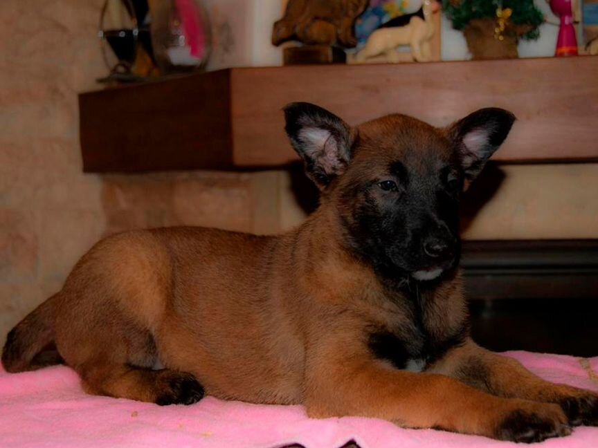 Малинуа щенок мальчик