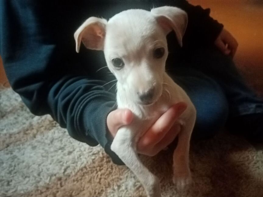 Щенятки Той Терьеров