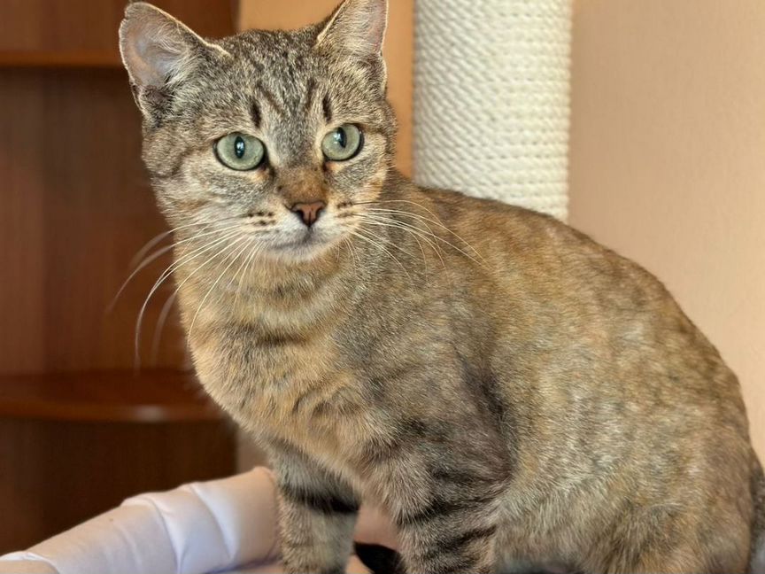 Кошечка