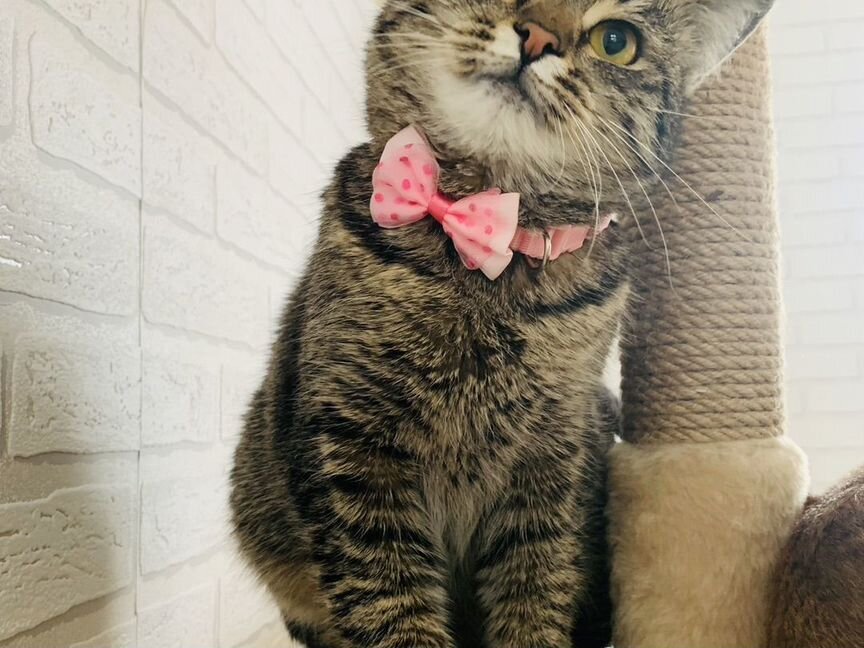 Кошка 10 мес