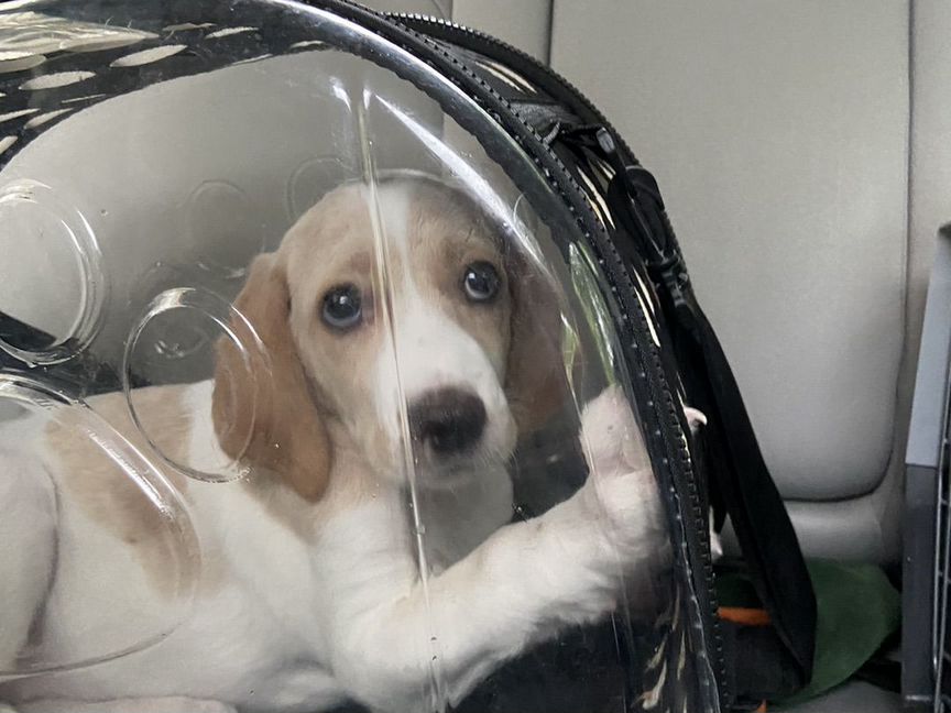 Щенок Малышка - в поисках дома