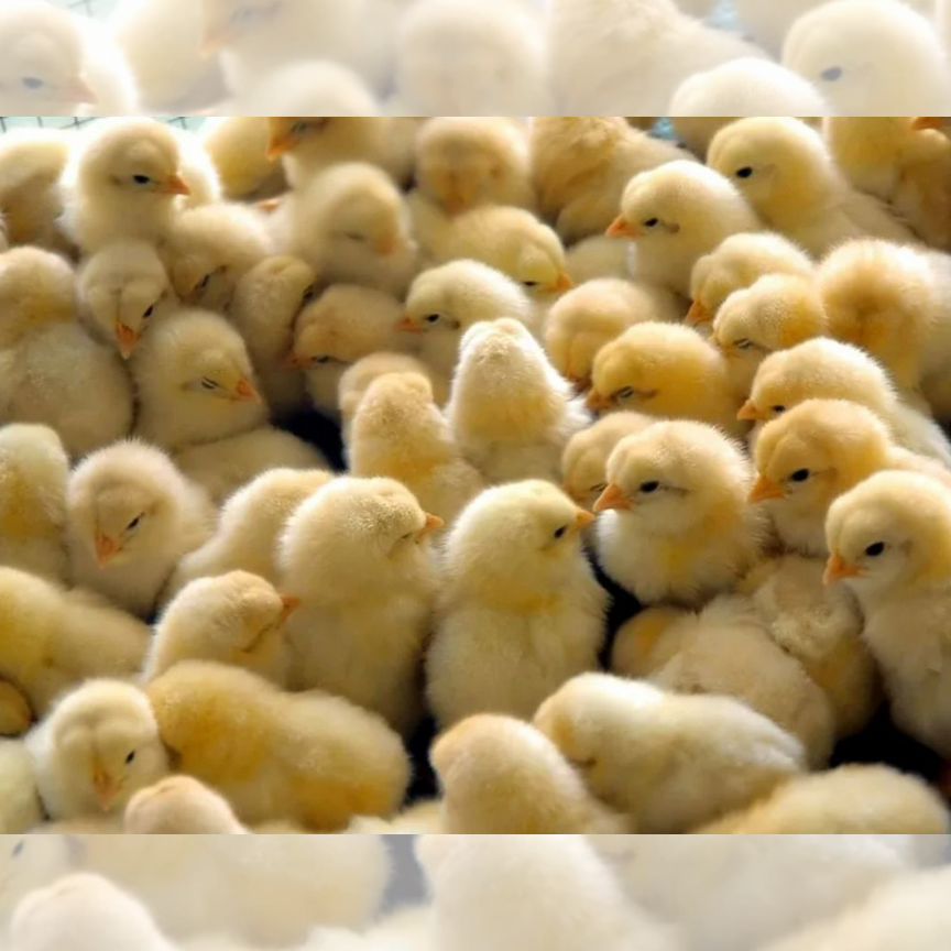 Цыплята бройлеры Арбор