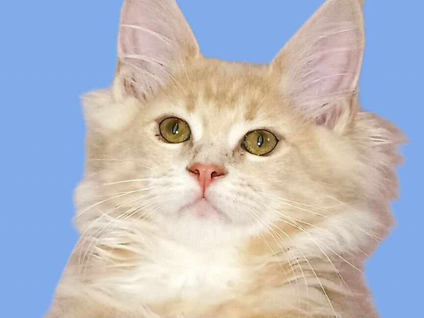 Котята мейн-кун, крупные линии