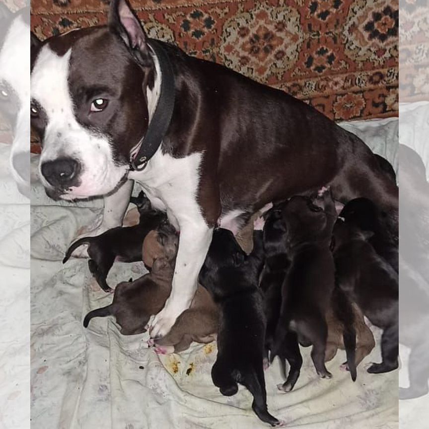 Отдам бесплатно