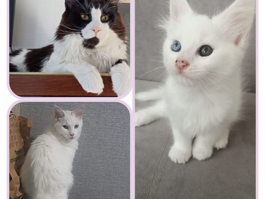 Котята мейн-кун