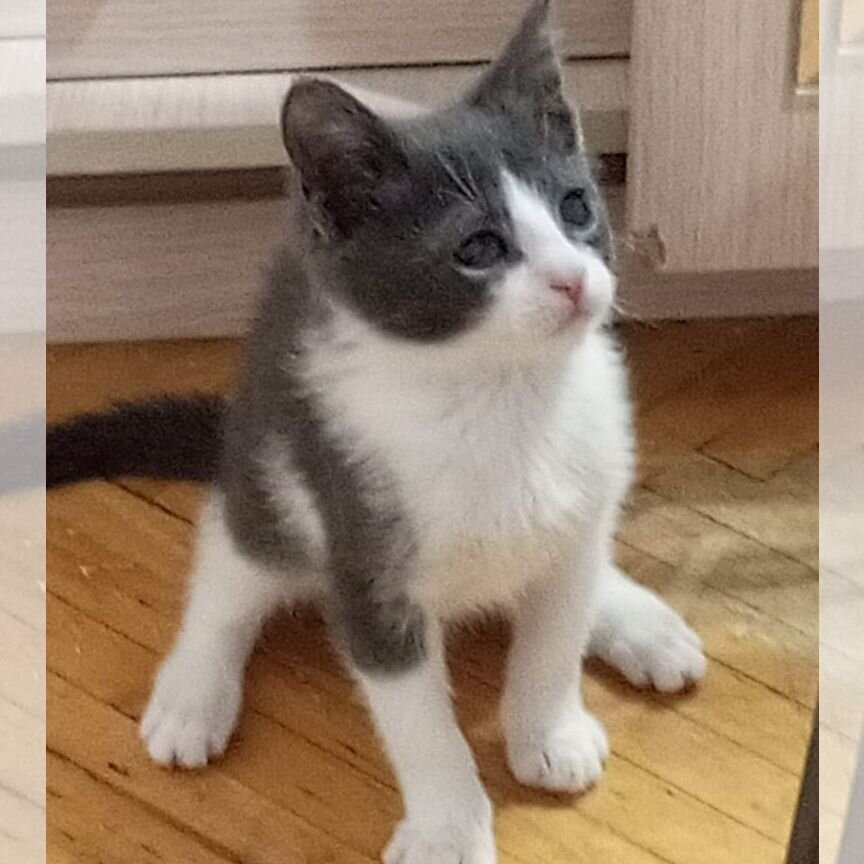 Котёнок в добрые руки